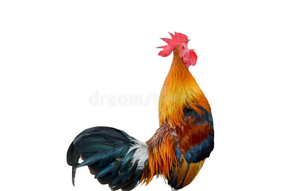 Chicken Bantam ,Rooster Crowing Stock Photo - Image of male, chicken ...