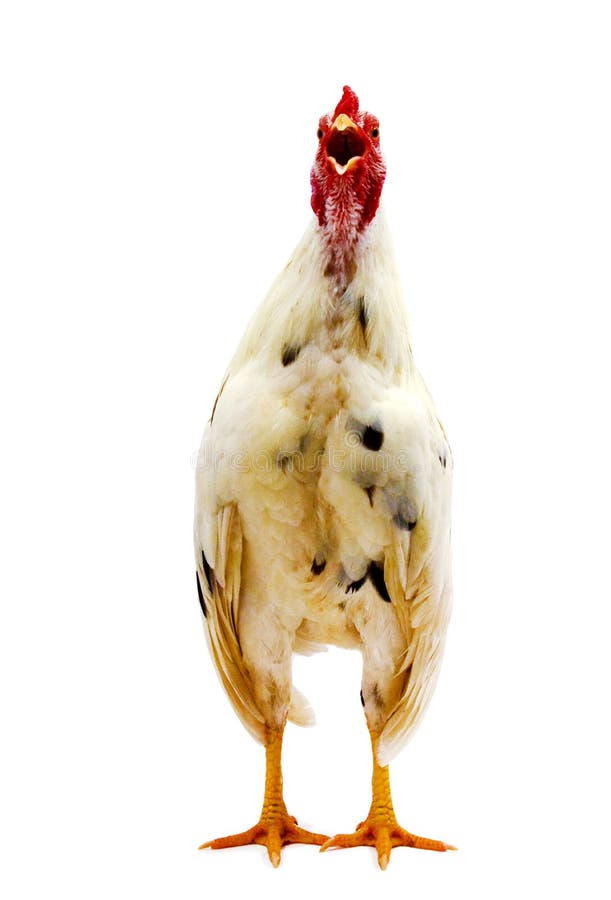 Chicken Bantam, Rooster Crowing Isolated on White Die Cutting. Stock ...