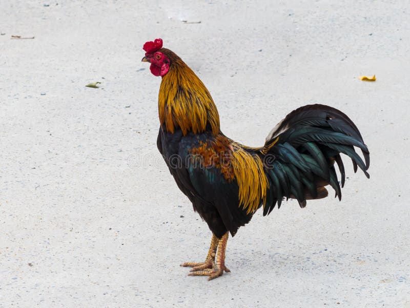 4,148 Rooster Crowing Stock Photos - Free & Royalty-Free Stock Photos ...