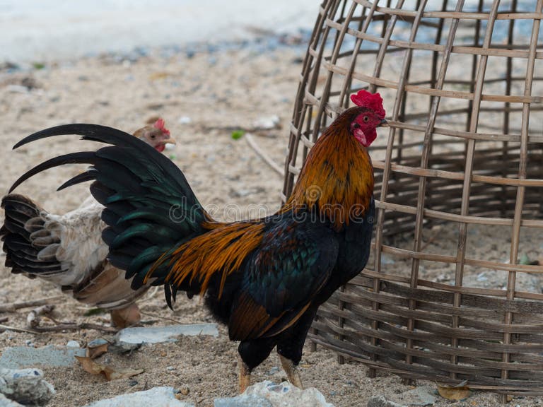Chicken Bantam ,Rooster Crowing Stock Photo - Image of cockerel, bantam ...