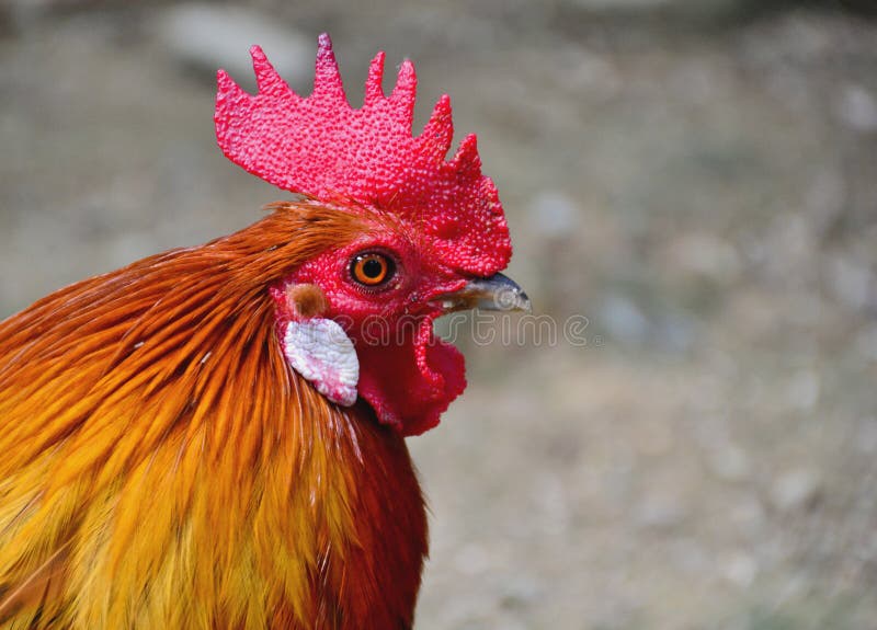 150 Bantams Photos - Free & Royalty-Free Stock Photos from Dreamstime