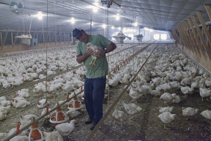 Pengzhou, China: Butcher with Chickens Editorial Image - Image of tian ...