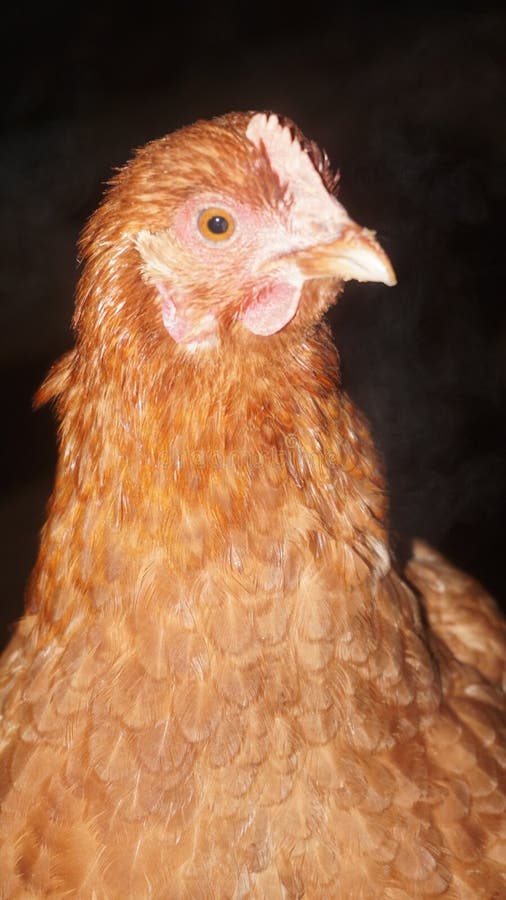 Chicken in the Barn. Chickens and Roosters in a Rustic Ambience. Brown ...