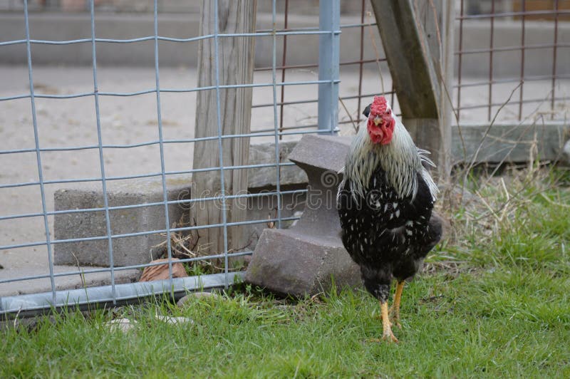 Chicken in the barn yard stock image. Image of barn - 276426729