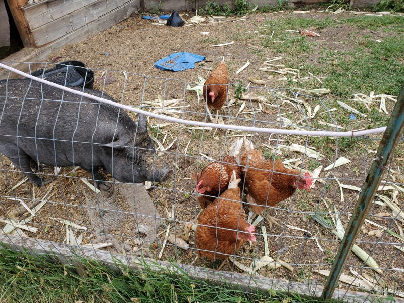 Chicken barn yard stock photo. Image of beak, fowl, farm - 213479864