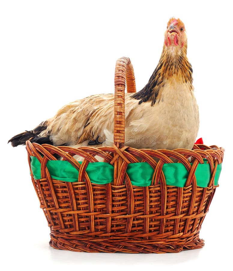 Chicken and egg basket stock image. Image of domestic - 52849765