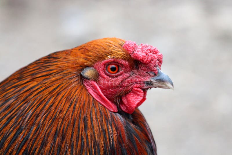 Chicken, Beak, Bird, Galliformes Stock Photo - Image of rooster ...