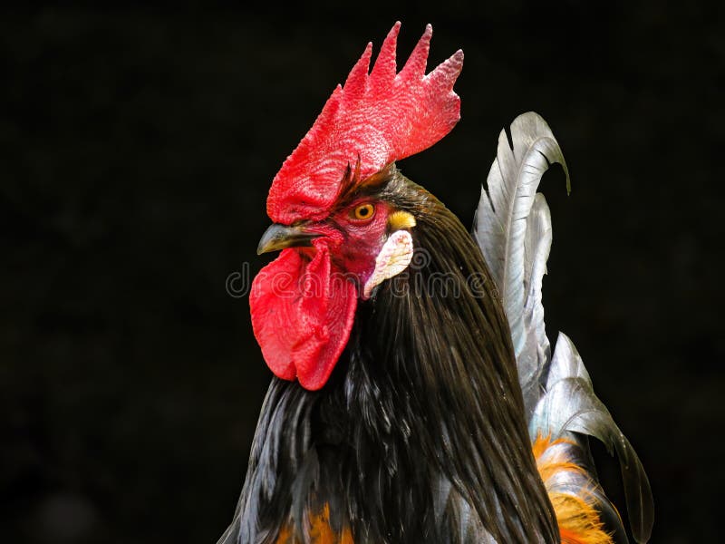 Chicken, Beak, Bird, Rooster Picture. Image: 115315281