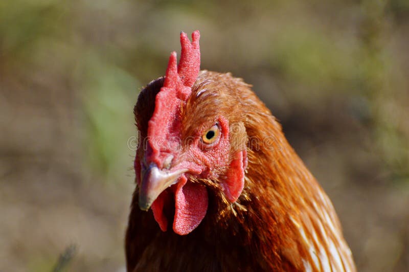 Chicken, Beak, Galliformes, Rooster Picture. Image: 113240847
