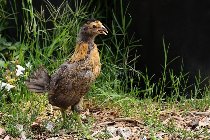 Chicken with beak open stock photo. Image of poultry - 44687760