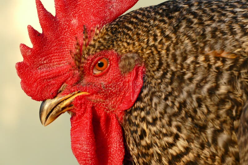 Chicken, Beak, Red, Galliformes Picture. Image: 116611132
