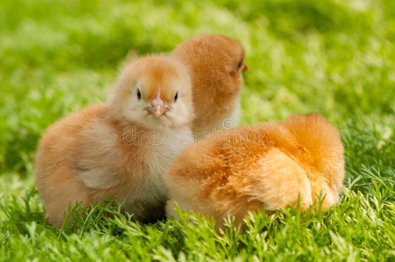 Chicken stock photo. Image of fluff, livestock, cute - 31053074