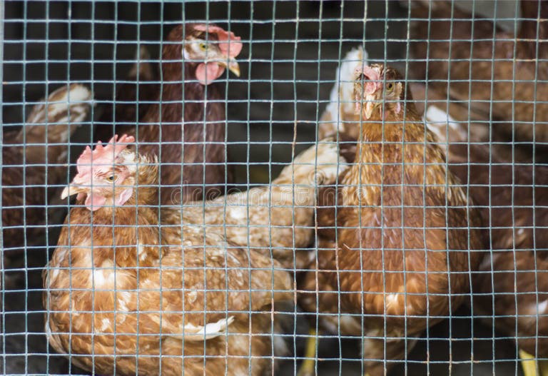 Chicken Behind Bars on the Farm Stock Image - Image of industrial ...