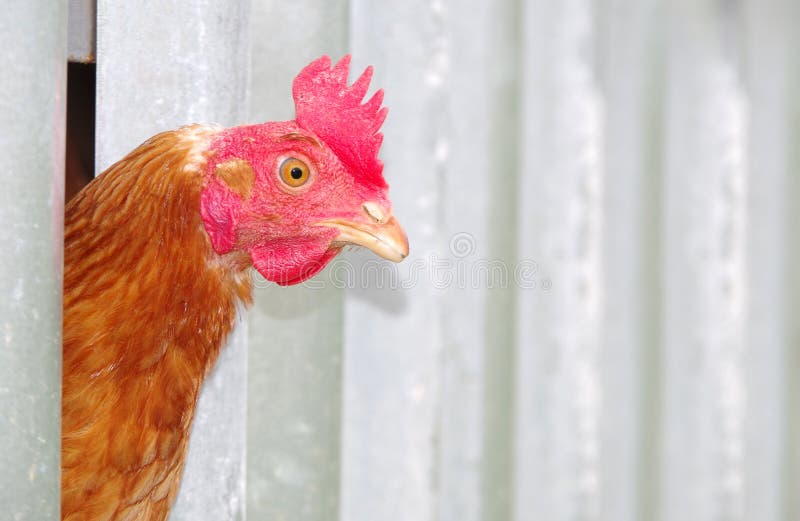 121 Hen Behind Bars Stock Photos - Free & Royalty-Free Stock Photos ...