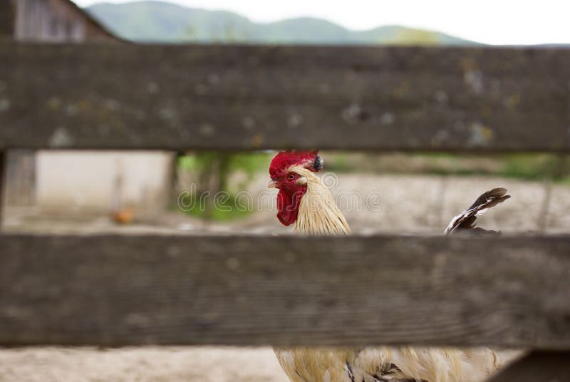 Chicken Behind the Wooden Fence Stock Image - Image of farming ...