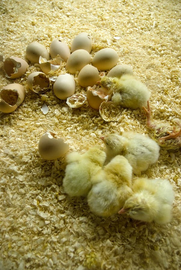 Chicken being born stock image. Image of farm, cycle, yellow - 5704545