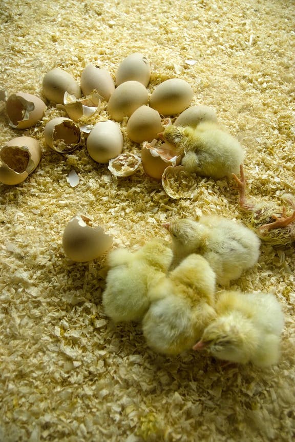 Chicken being born stock image. Image of farm, cycle, yellow - 5704545