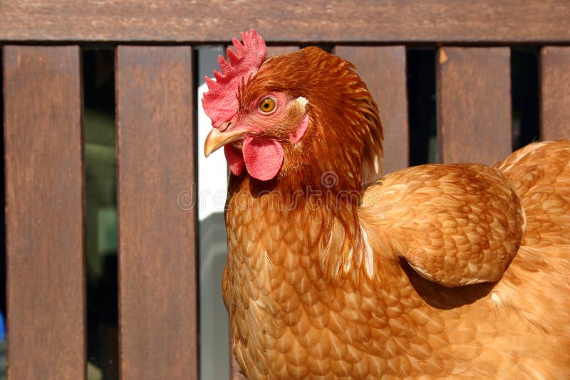 Chicken on a bench stock image. Image of funny, bench - 59094681