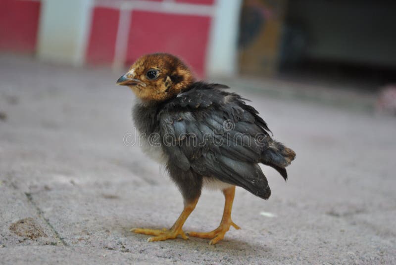 Chicken, Bird, Galliformes, Beak Picture. Image: 113241389