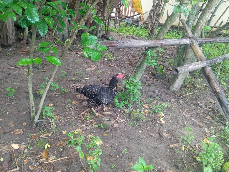 Chicken or Bird Huh? What is it Doing? Incubate Their Young? Stock ...