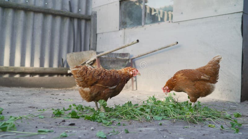 Chicken Birds on a Local Farm. Brown Chickens on the Farm Stock Photo ...
