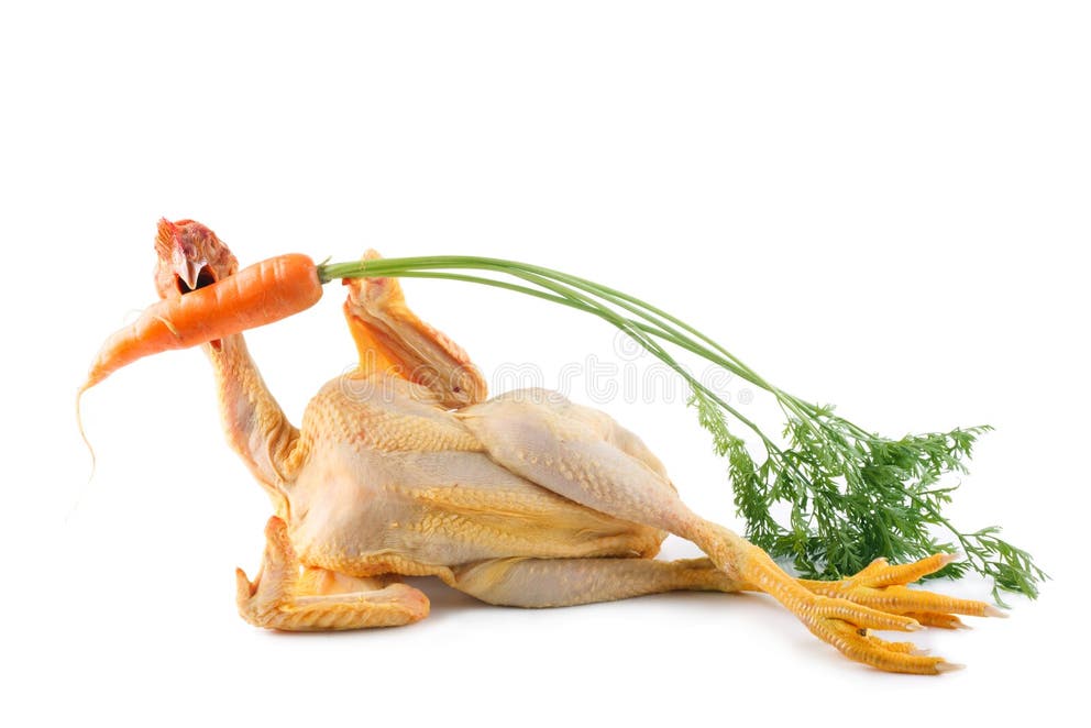 Chicken biting carrot stock photo. Image of chicken, corpse - 6963862