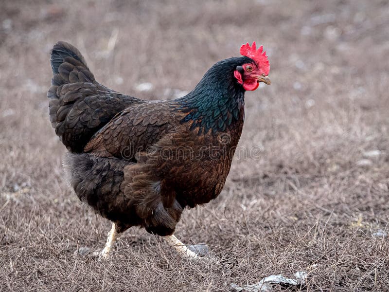Chicken with Black and Brown Feathers in the Garden_ Stock Photo ...