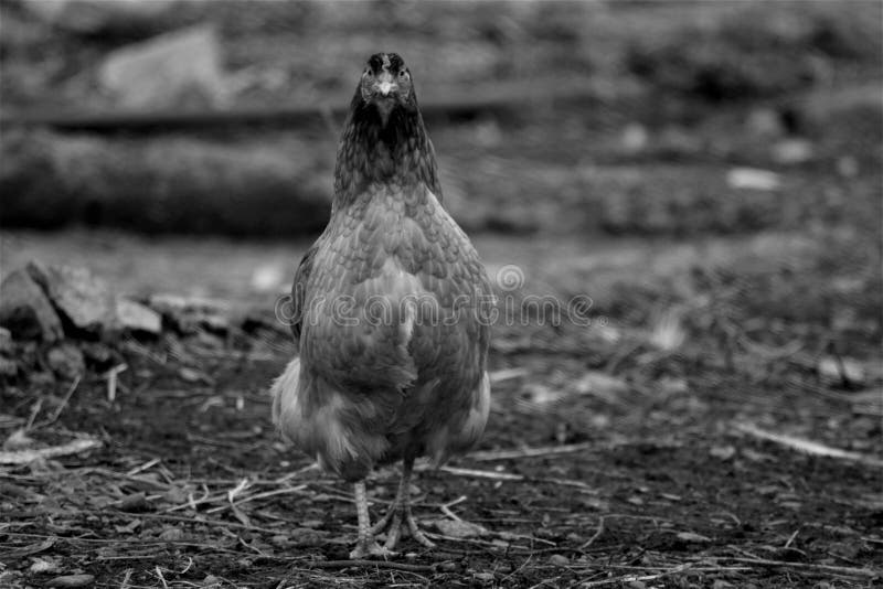 Chicken in Black-and-white Background Stock Photo - Image of poultry ...