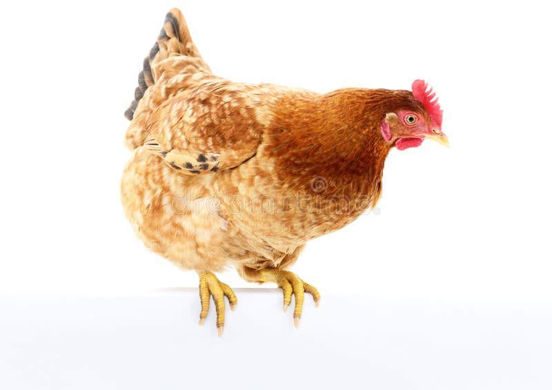Chicken with blank stock image. Image of placard, white - 52761165