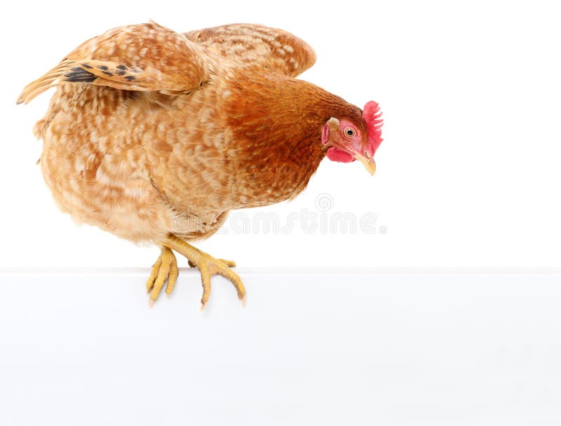 Chicken with blank stock image. Image of closeup, birds - 53103357