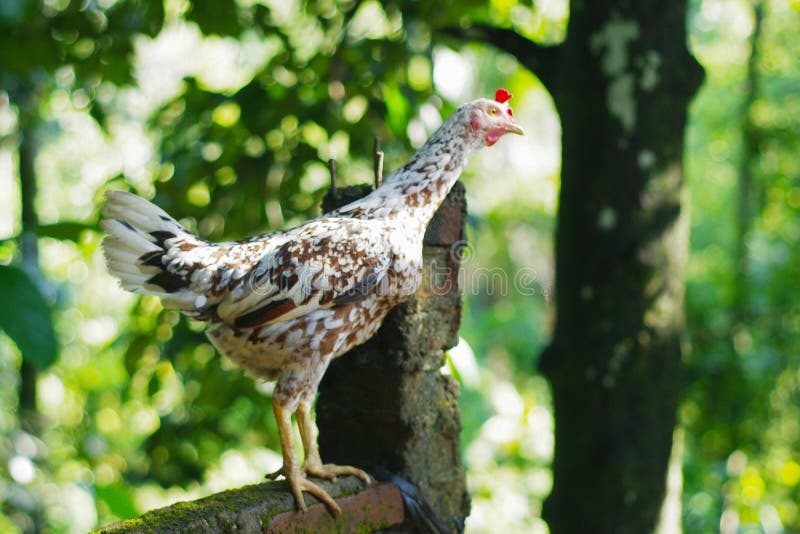 Chicken with Blurred Green Background of Trees Stock Image - Image of ...