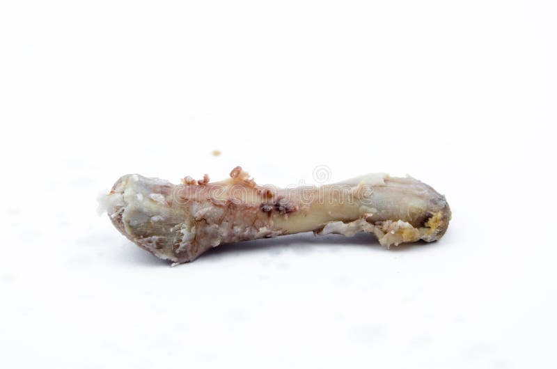 Chicken bone stock photo. Image of poultry, bone, calcium - 1985200