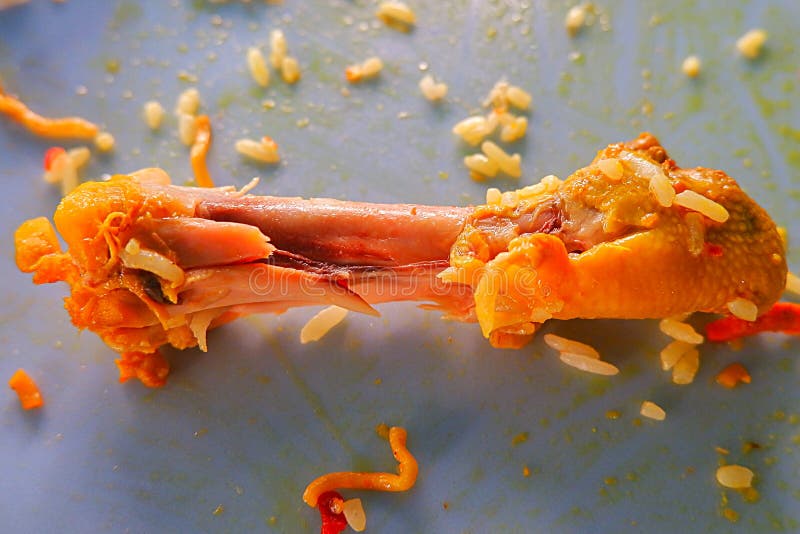 Chicken bones stock image. Image of healthy, bone, bird - 266244253