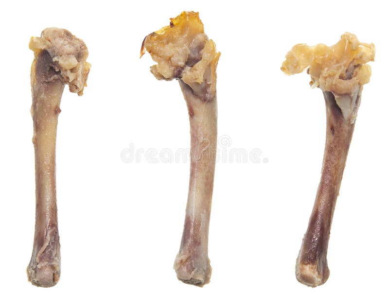 122 Chicken Bone Anatomy Stock Photos - Free & Royalty-Free Stock ...