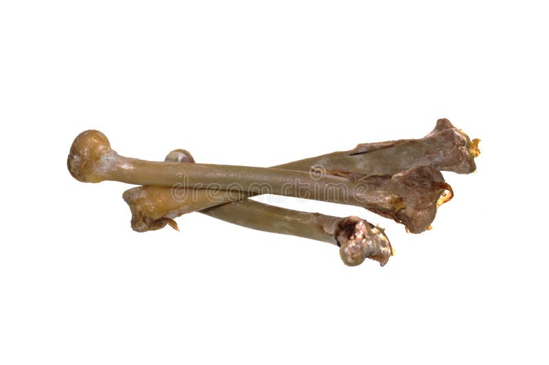 Chicken Bones Isolated on White Background Stock Photo - Image of ...
