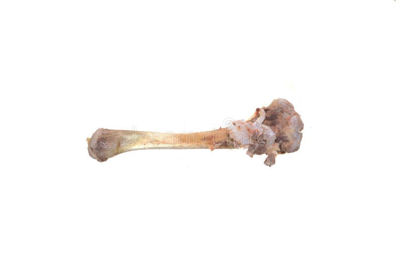 Chicken Bones Isolated on White Background Stock Image - Image of chuck ...