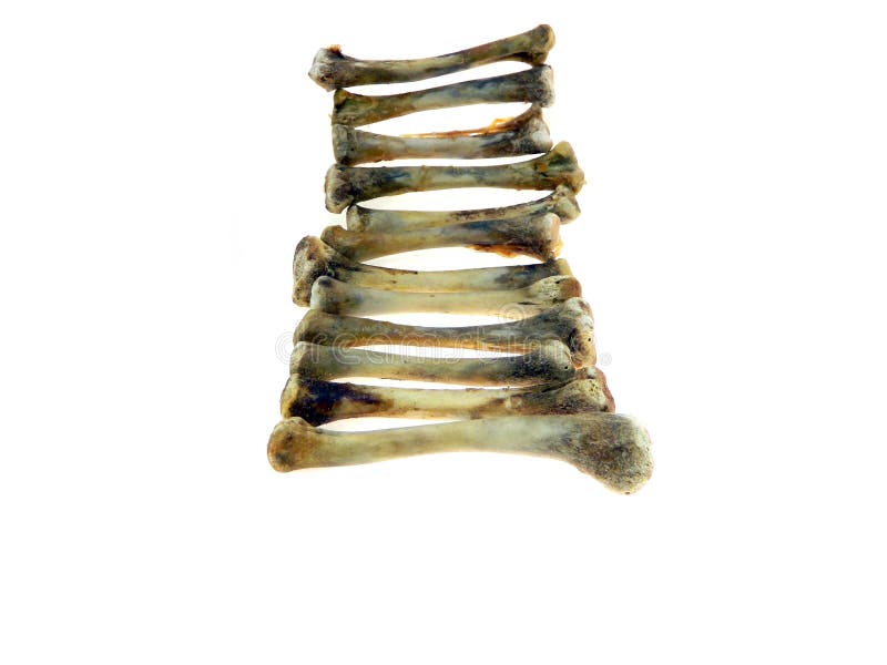 Chicken Bones Isolated on White Background Stock Image - Image of diet ...