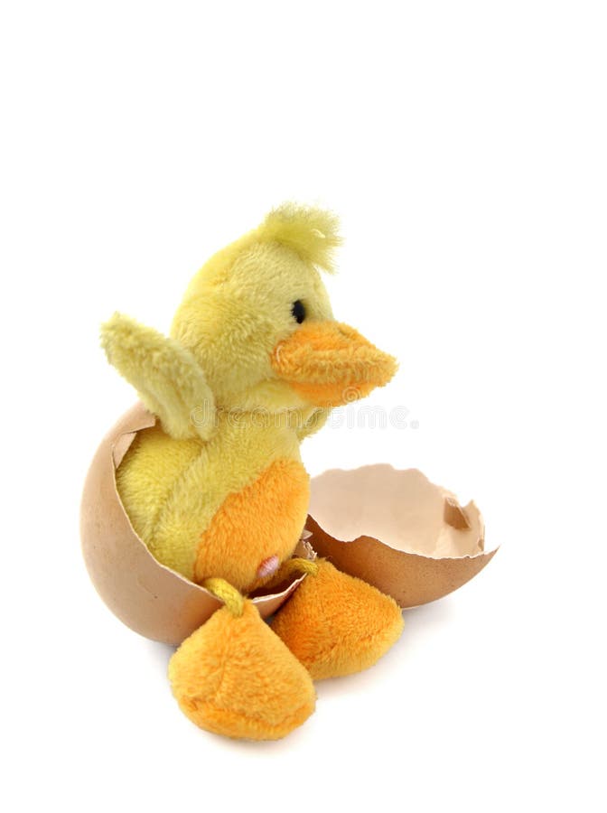 Chicken is born stock image. Image of chicken, white, cloth - 4114457