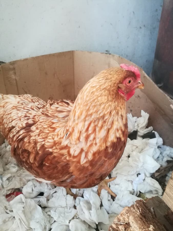 Chicken in a box stock photo. Image of chickens, chicken - 134920698