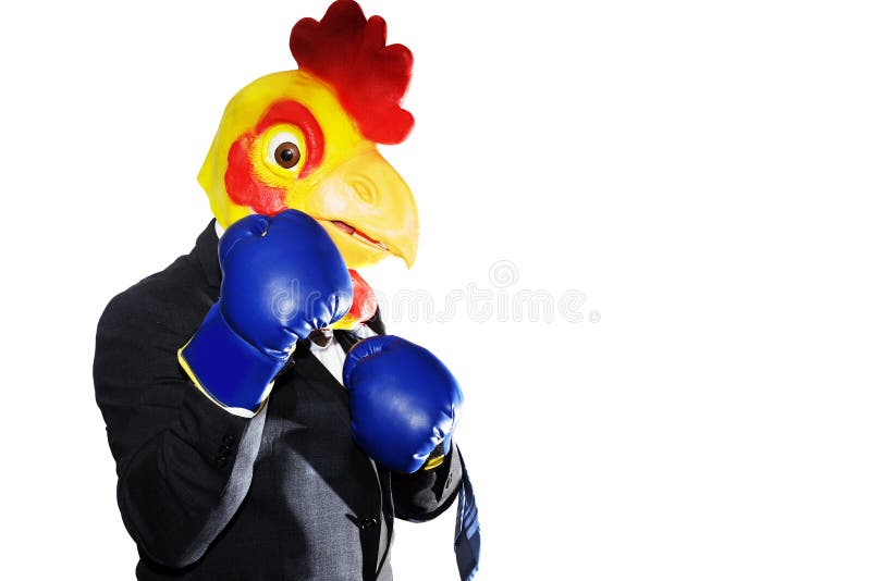 Chicken Boxing in a Suit Isolated Stock Photo - Image of confidence ...