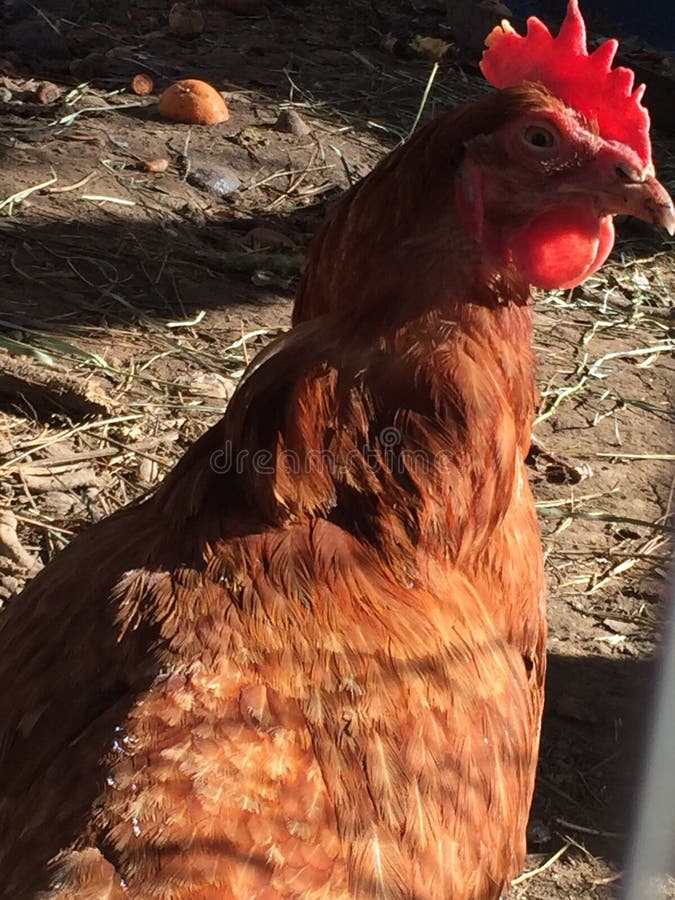 A chicken stock photo. Image of shadow, chicken, casting - 87063924