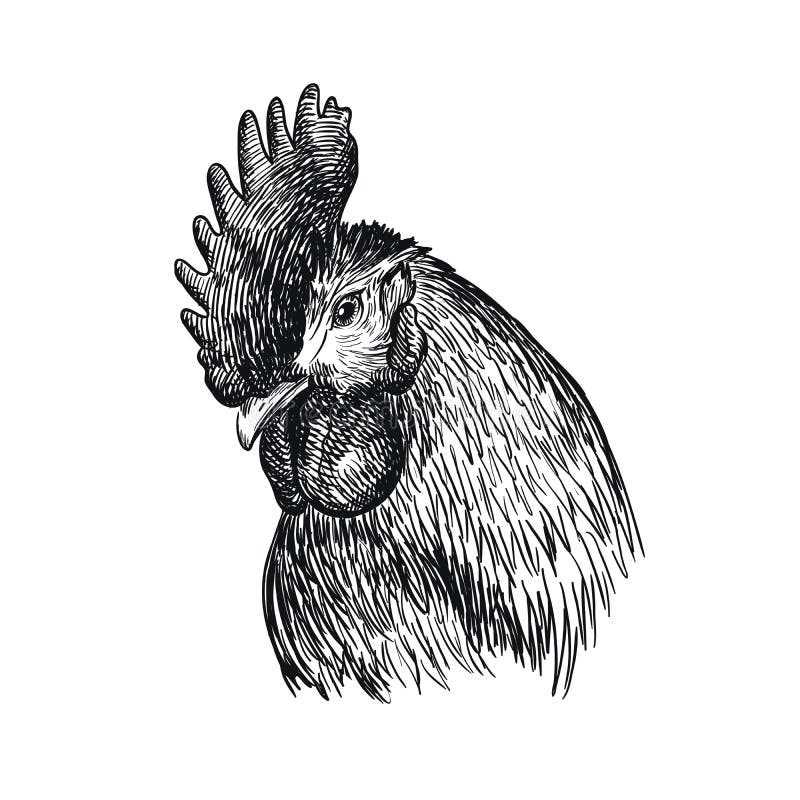 Chicken Breeding. Animal Husbandry Stock Vector - Illustration of ...