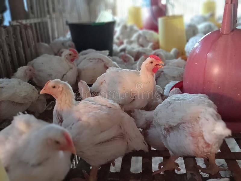 137 Broiler Quail Stock Photos - Free & Royalty-Free Stock Photos from ...