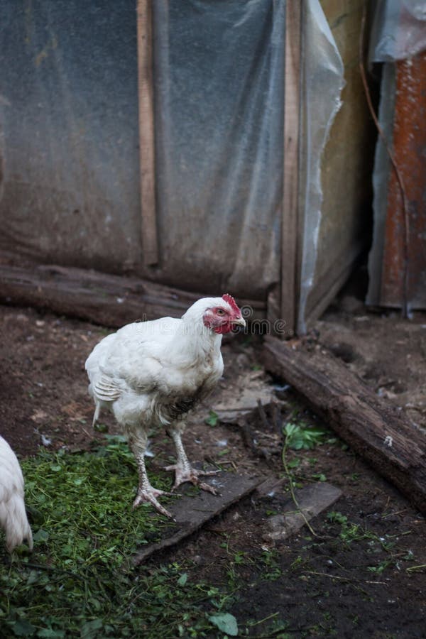 The Hen is Walking on the Grass for a Walk Stock Photo - Image of fowl ...