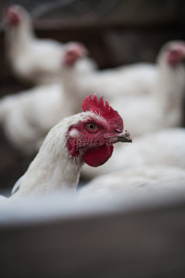 Rooster Broiler stock image. Image of rooster, broiler - 121544951