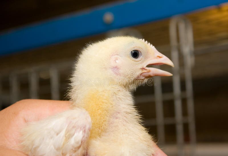 Raw chicken broilers stock image. Image of bird, cuisine - 25554233