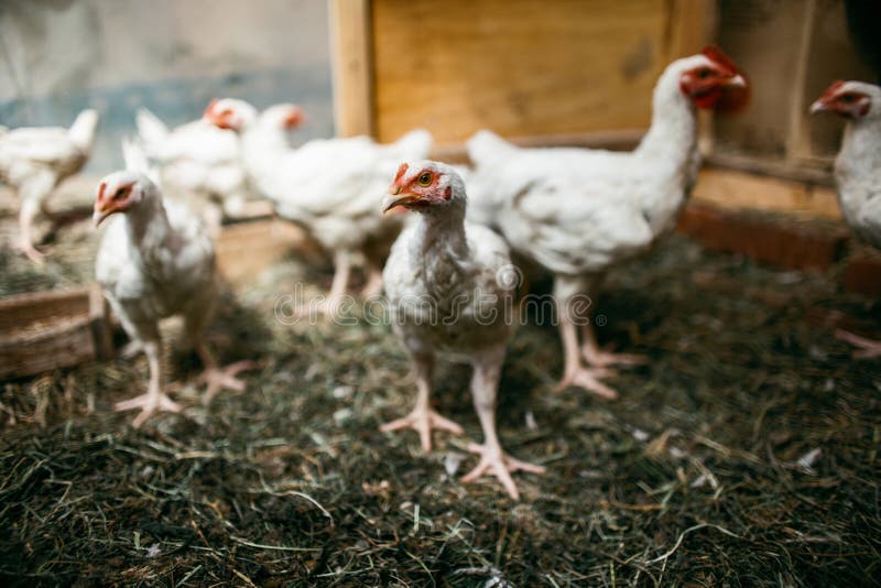 Chicken Broilers. Poultry Farm Stock Image - Image of female, home ...