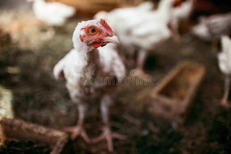 Chicken Broilers. Poultry Farm Stock Image - Image of lunchmany, brown ...