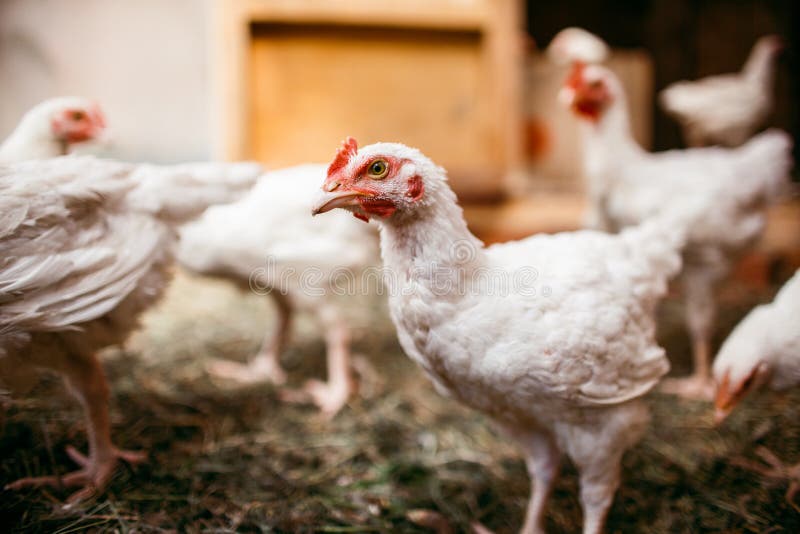 Raw chicken broilers stock image. Image of bird, cuisine - 25554233