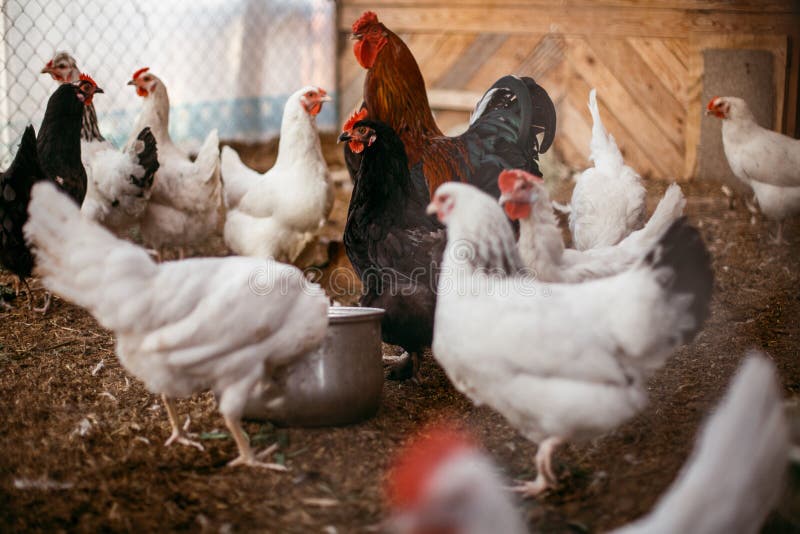 Chicken Broilers. Poultry Farm Stock Photo - Image of closeup, feather ...
